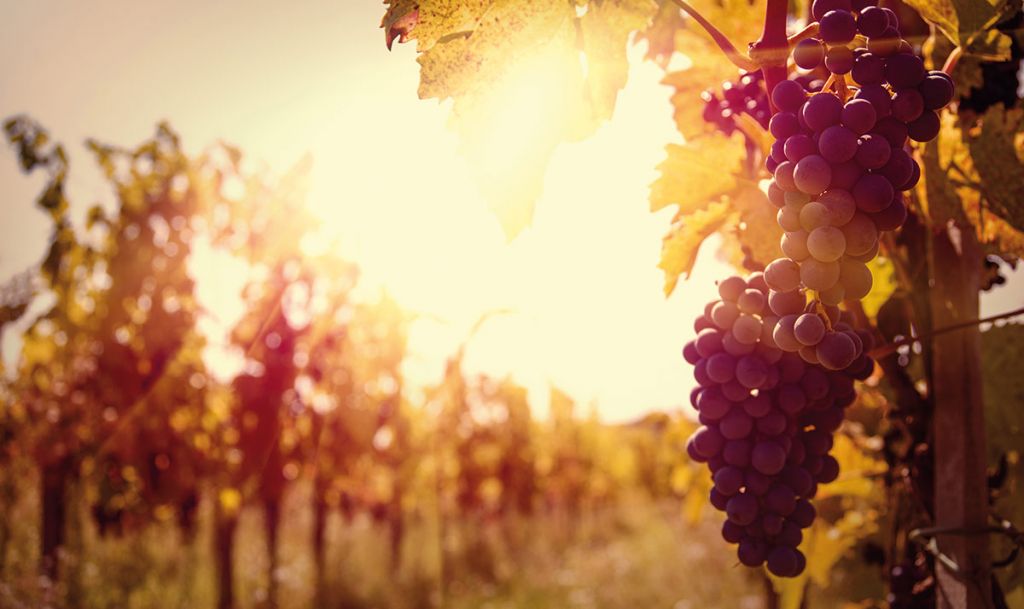 Die Traube - Traube Hanweiler :: Ausflugsziel verwöhnter Gaumen seit 1902